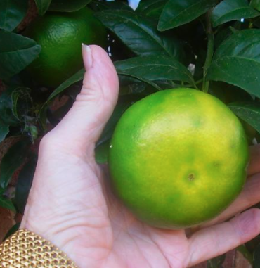 Honey Murcott | Cairo Fresh